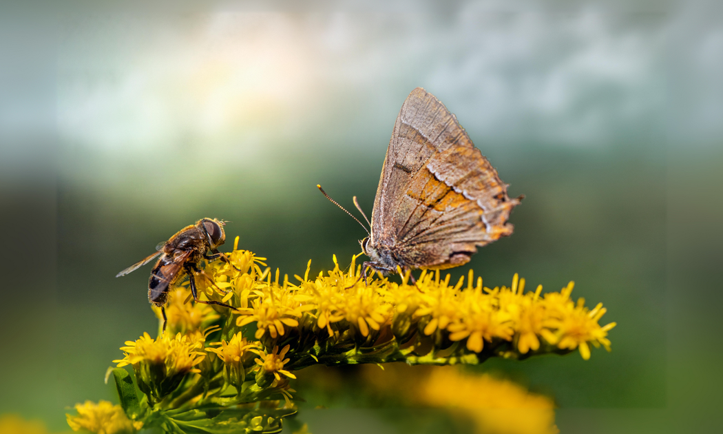Ask the New Welsh Government to Save Butterflies and Moths | The Big ...